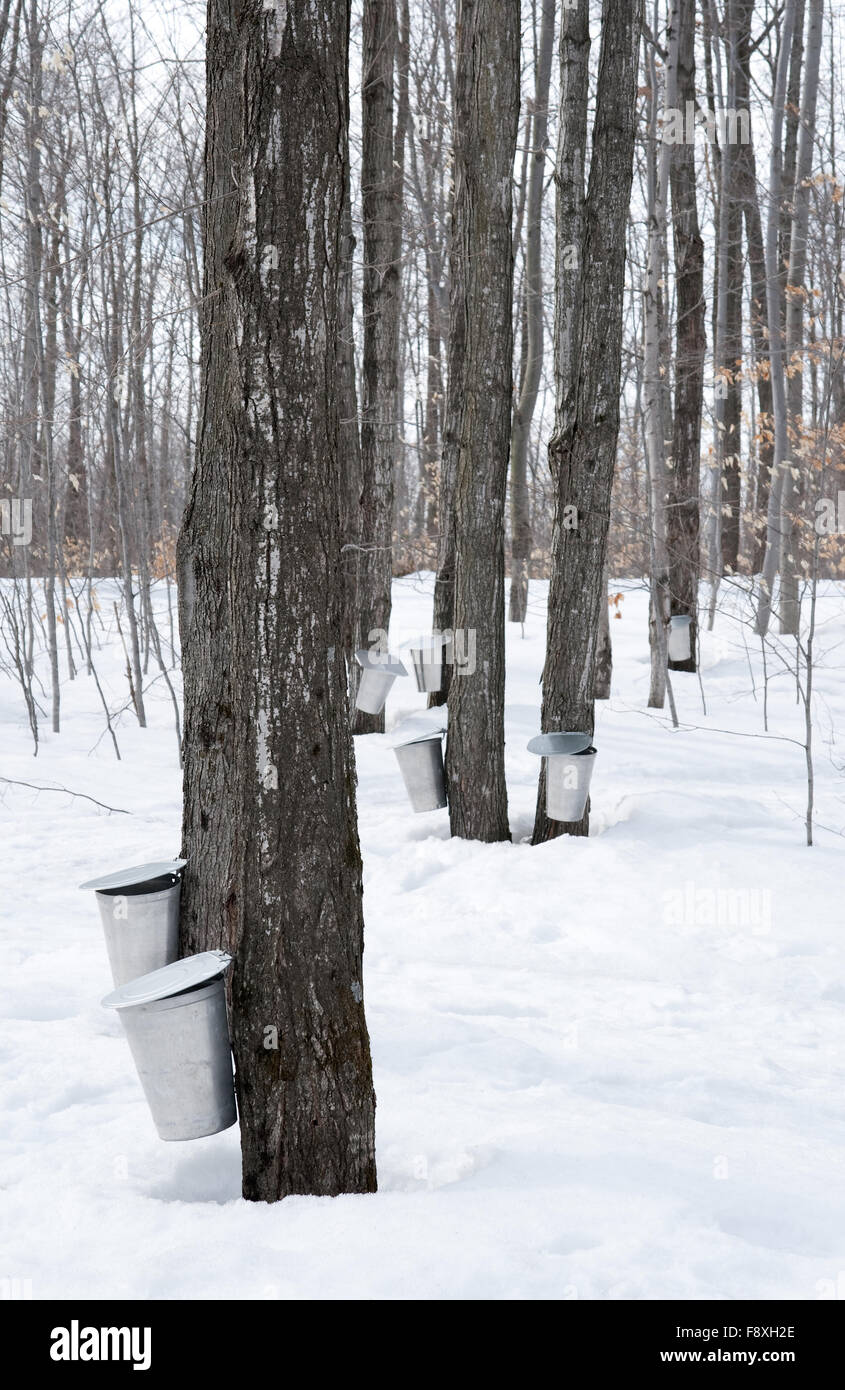 Collecting sap for maple syrup production Stock Photo - Alamy