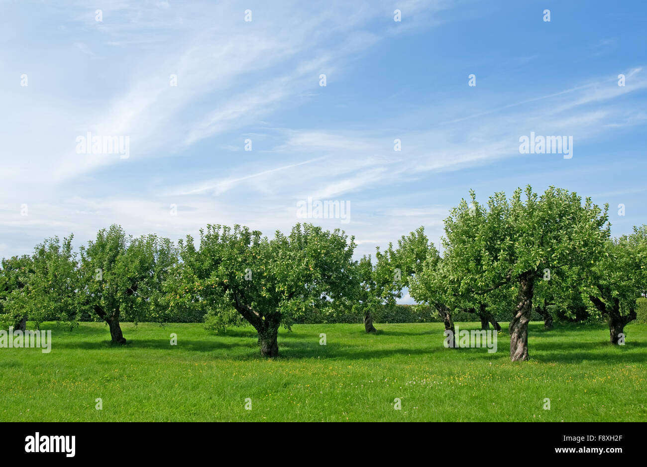 Apple tree orchard Stock Photo - Alamy