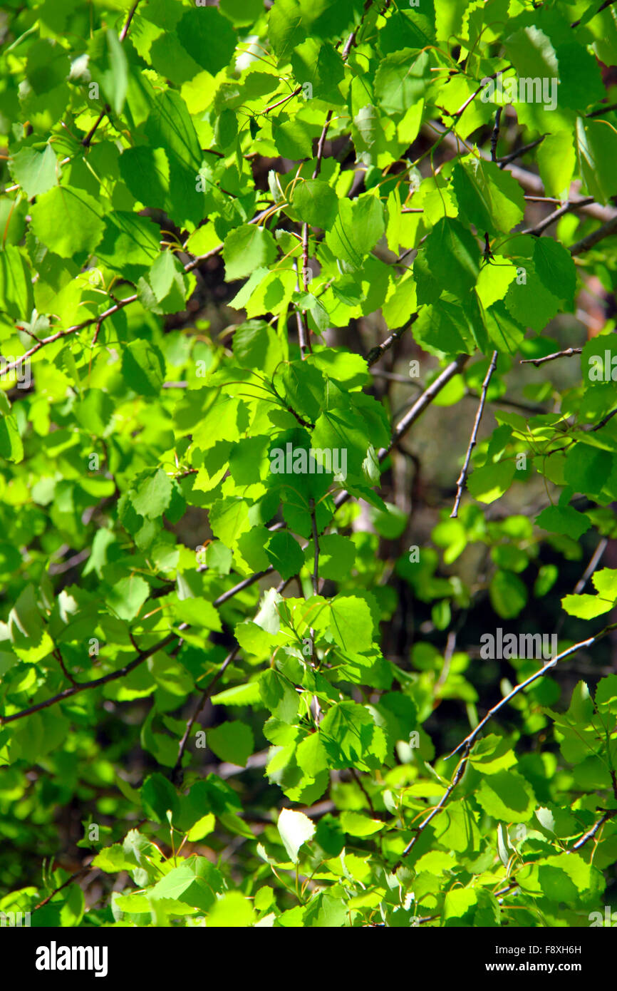Spring green leaves Stock Photo - Alamy