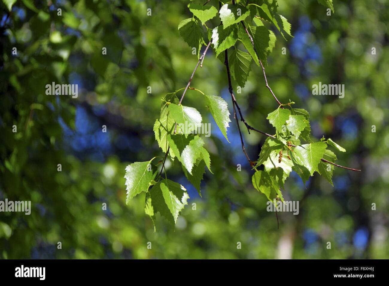 Spring green leaves Stock Photo - Alamy