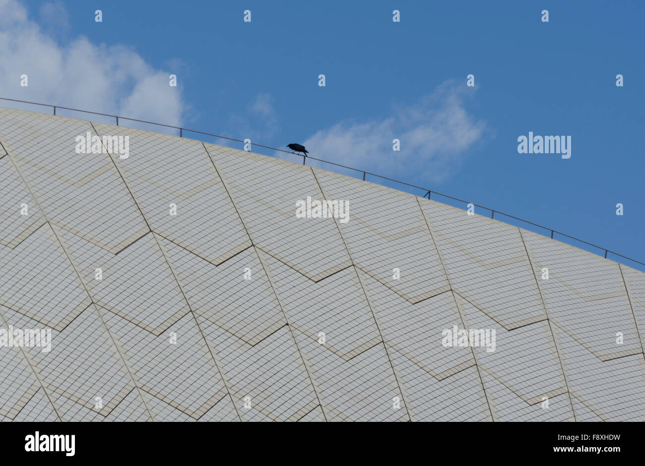 A crow sits on the top of one of the sails of the Sydney Opera House ...