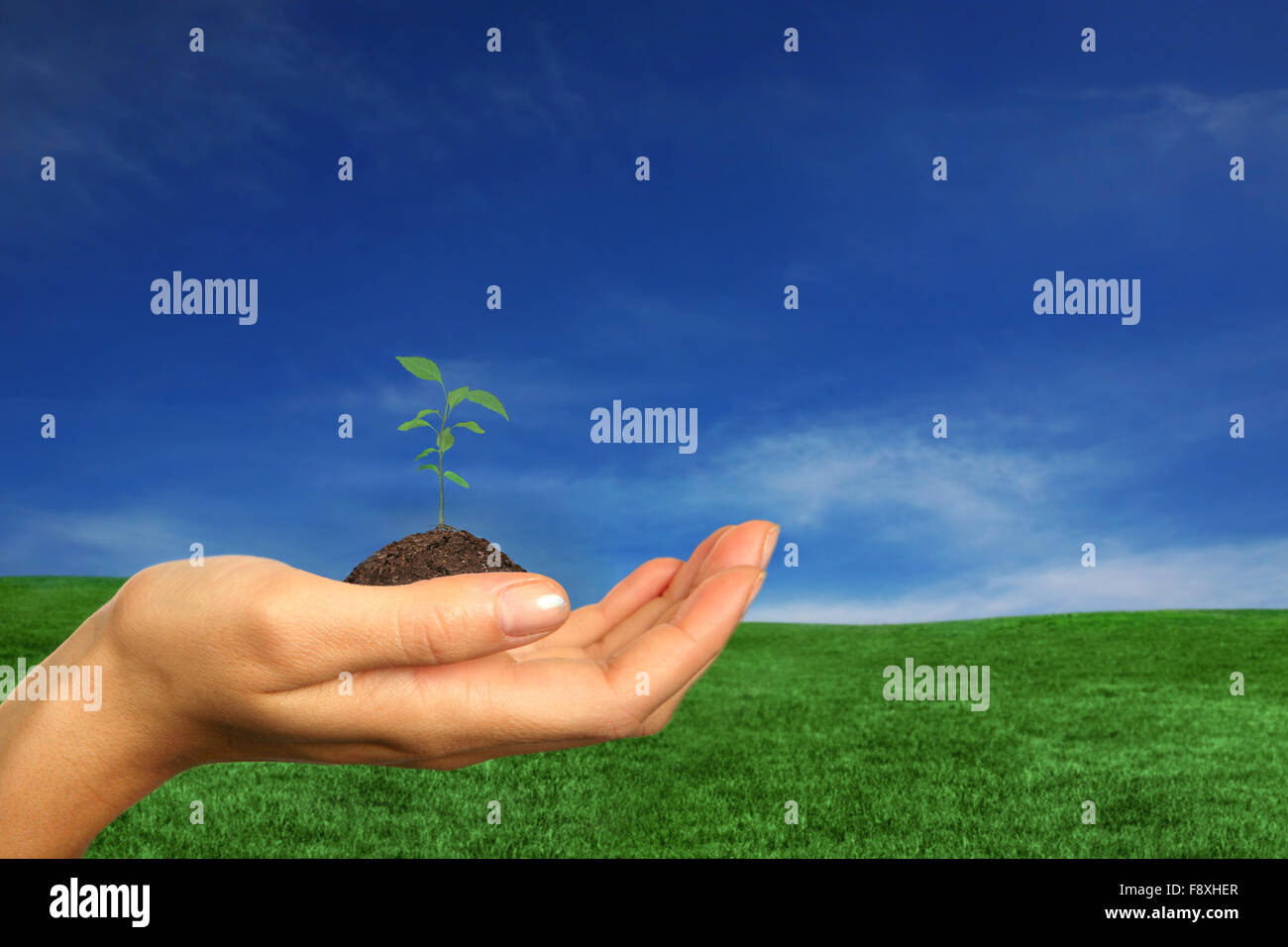 Renewing growth hi-res stock photography and images - Alamy