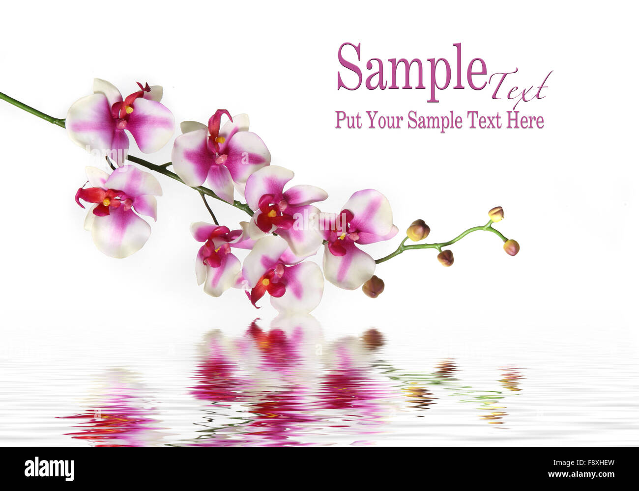 Single Stem of Orchid Flower on Water Stock Photo - Alamy