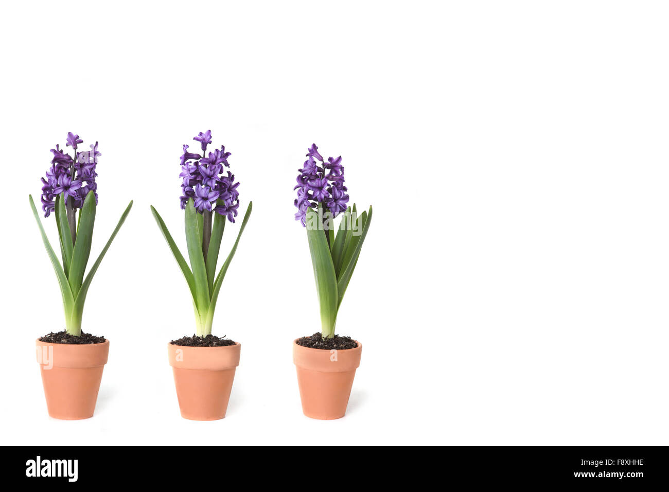 3 Hyacinth Bulbs Sprouting in Clay Pots Stock Photo - Alamy