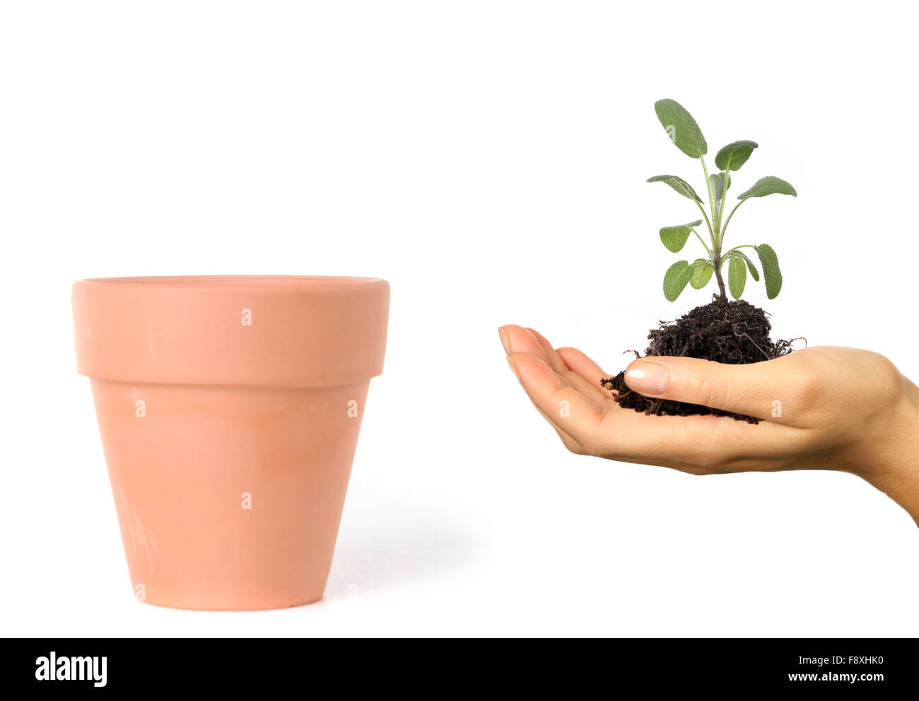 Seedling roots stem hi-res stock photography and images - Alamy