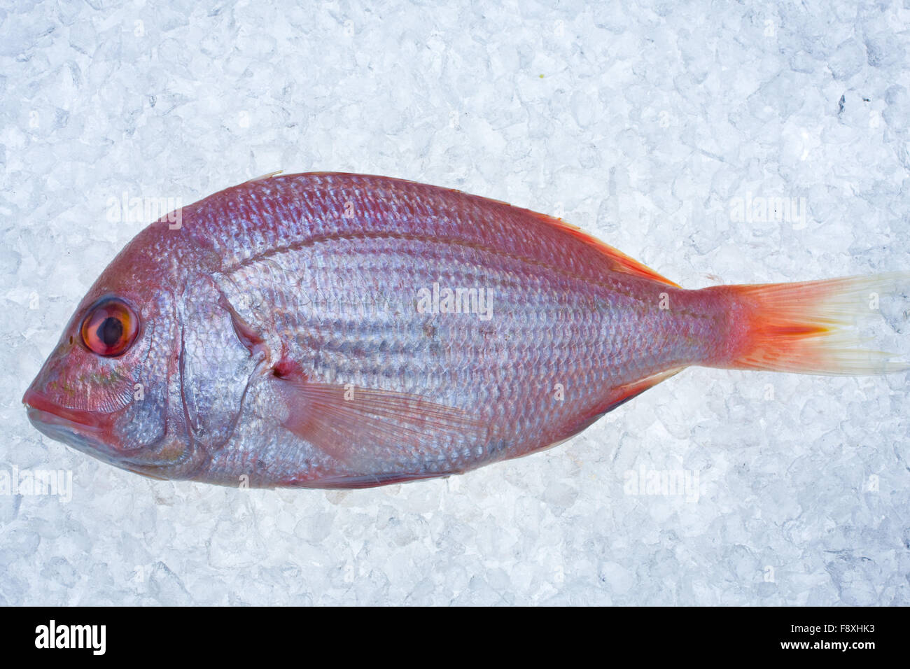 single raw gilthead fish on crushed ice Stock Photo - Alamy
