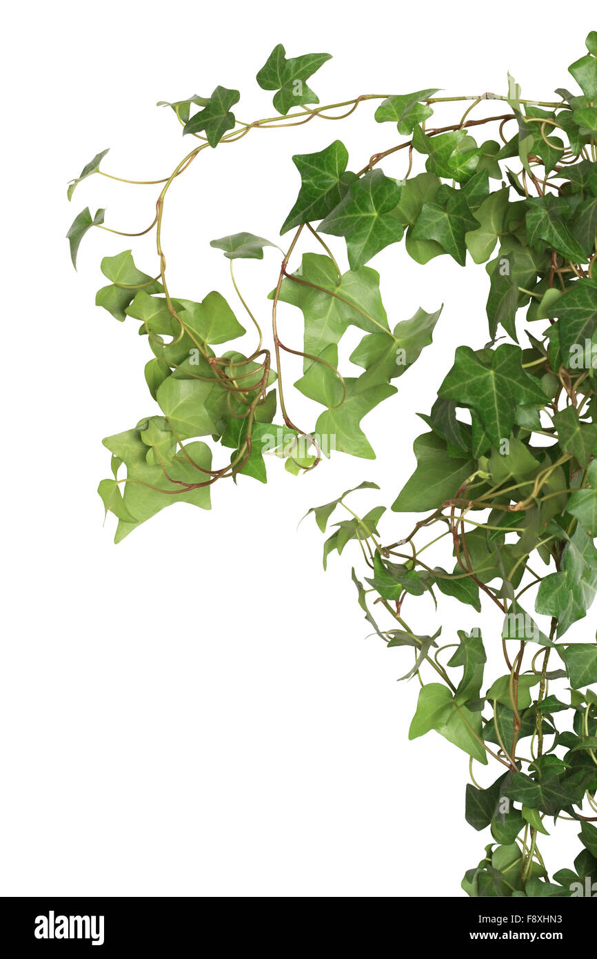 Stem of ivy plant hi-res stock photography and images - Alamy