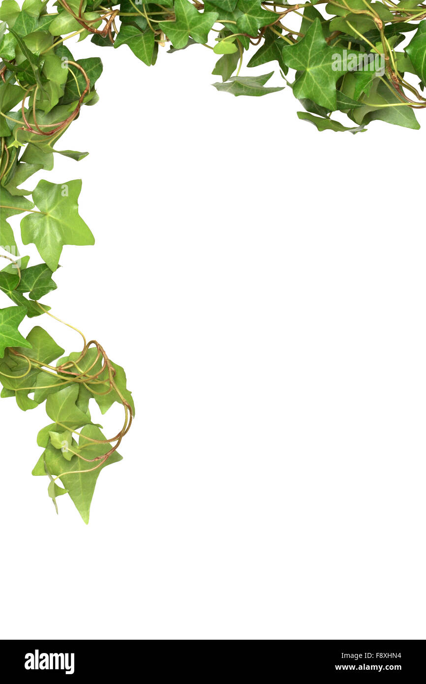 Ivy border hi-res stock photography and images - Alamy