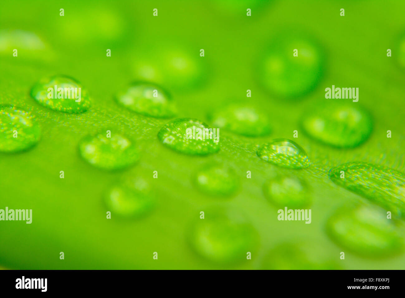 Water drops on plant leaf Stock Photo - Alamy