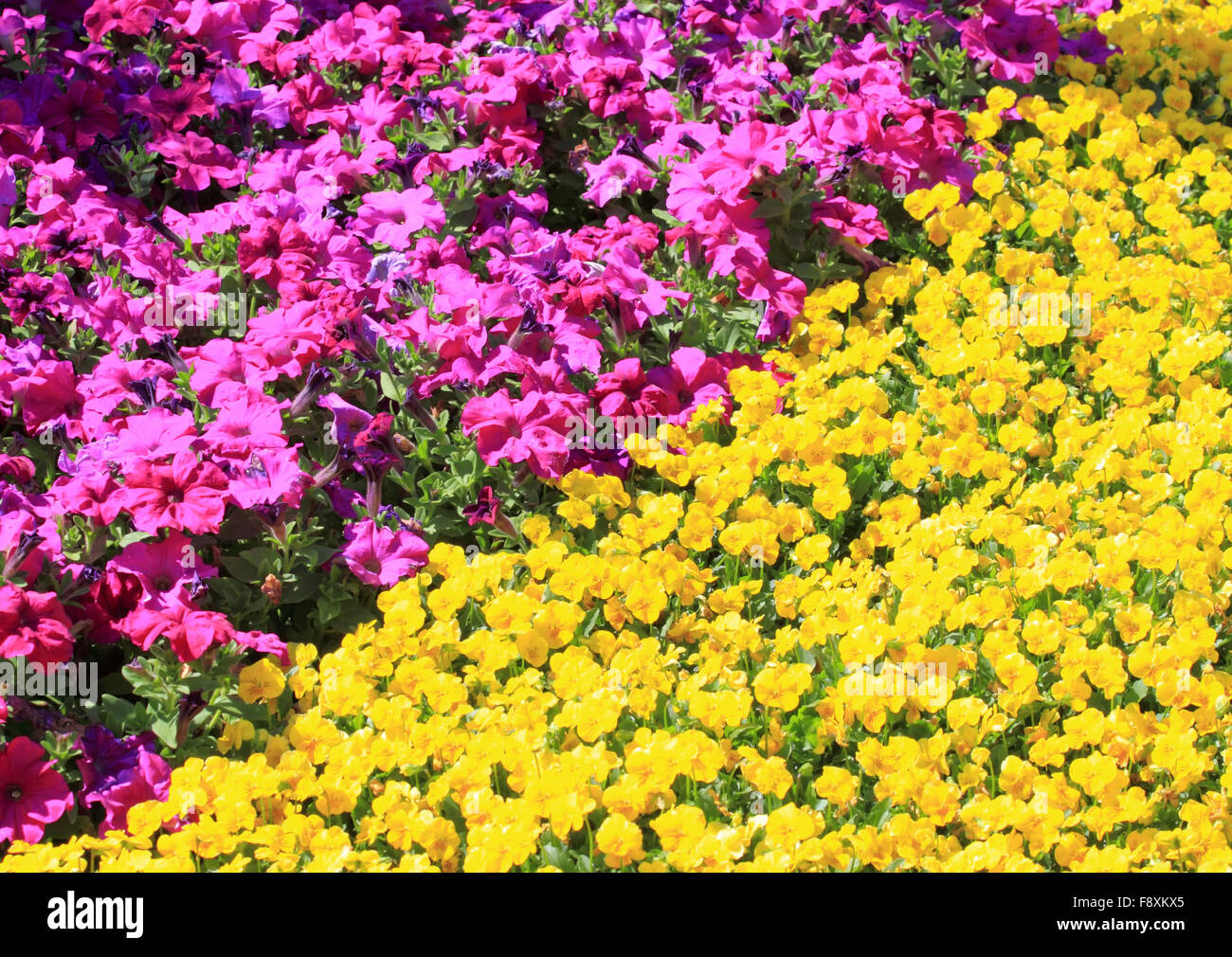 flower field in a garden Stock Photo - Alamy