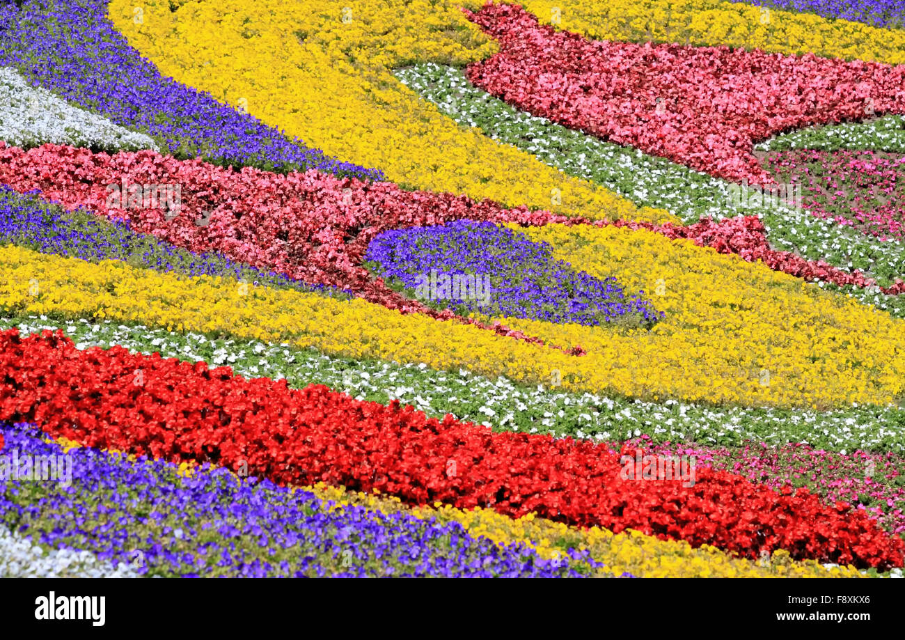 flower field in a garden Stock Photo - Alamy