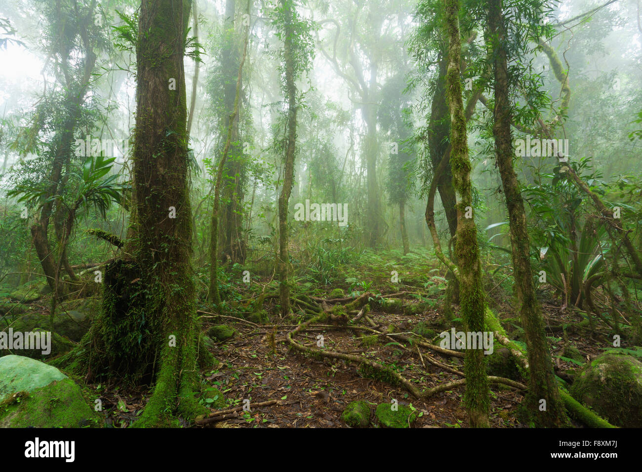 Mossy, humid australian rainforest enveloped in clouds Stock Photo - Alamy