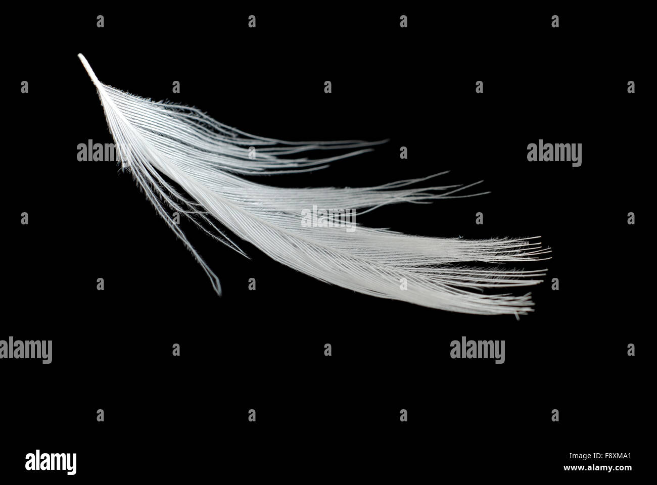 Feather contrast hi-res stock photography and images - Alamy