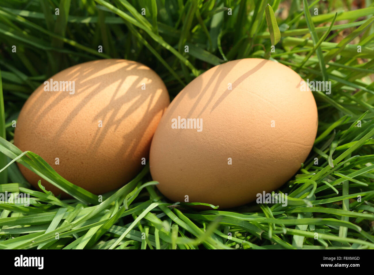 Eggs In Grass Stock Photo - Alamy