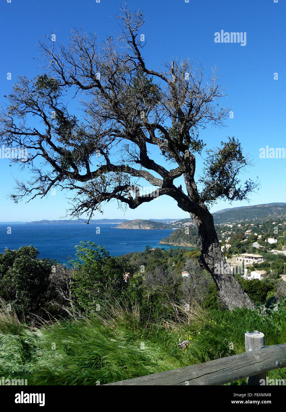 Cliff bole hi-res stock photography and images - Alamy