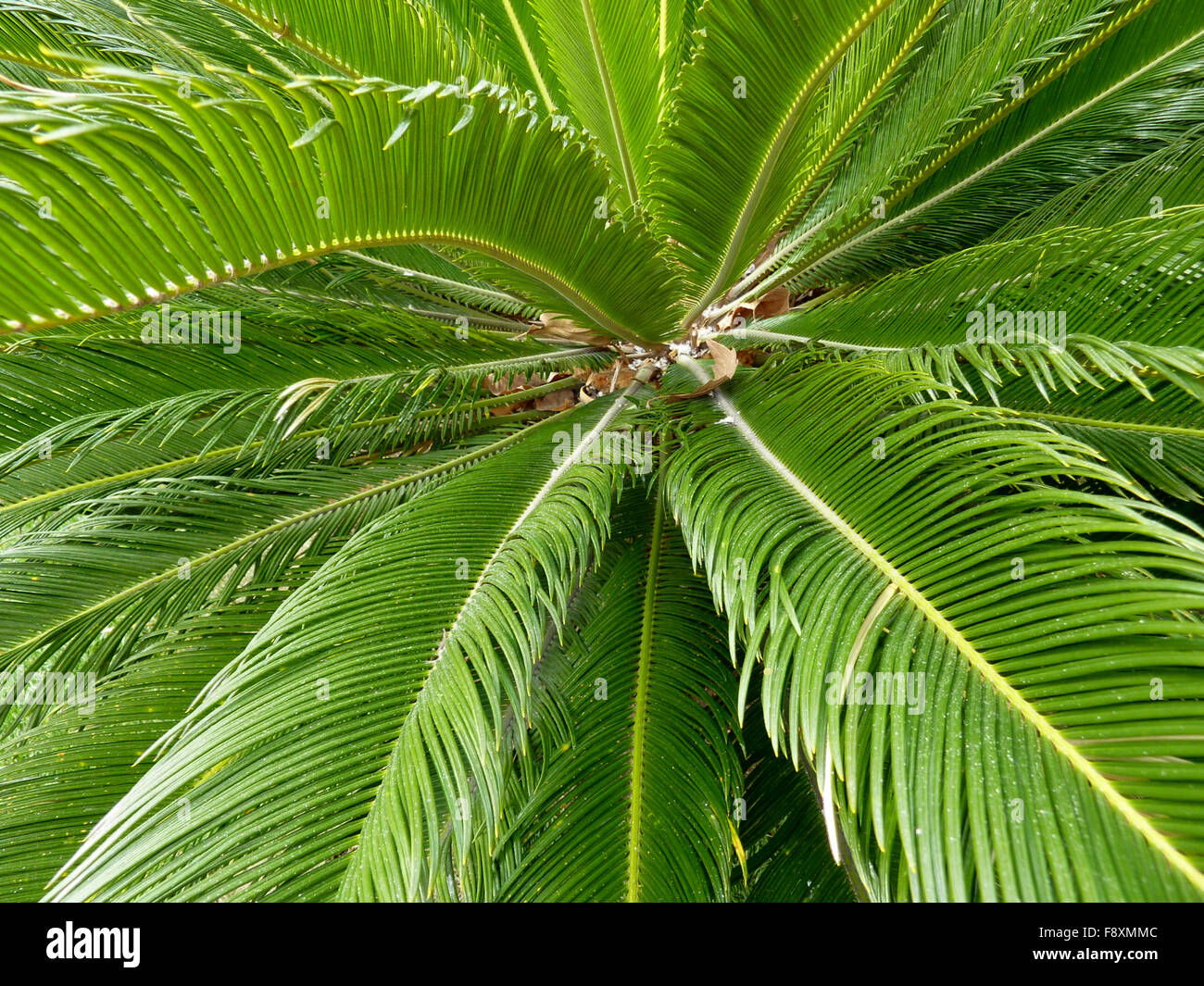 Palm tree leaves Stock Photo - Alamy