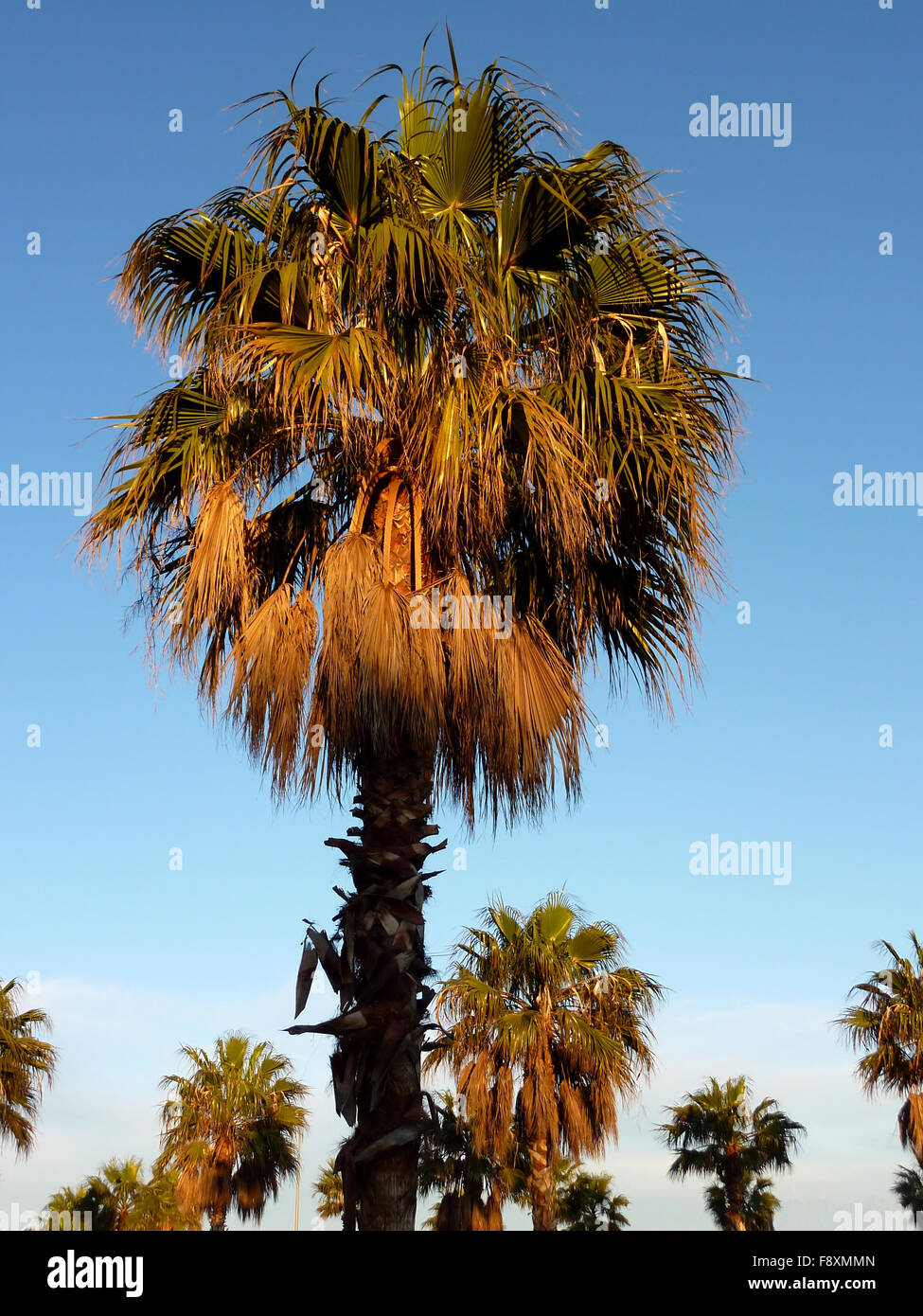 Palms palmtrees summer holiday hi-res stock photography and images - Alamy