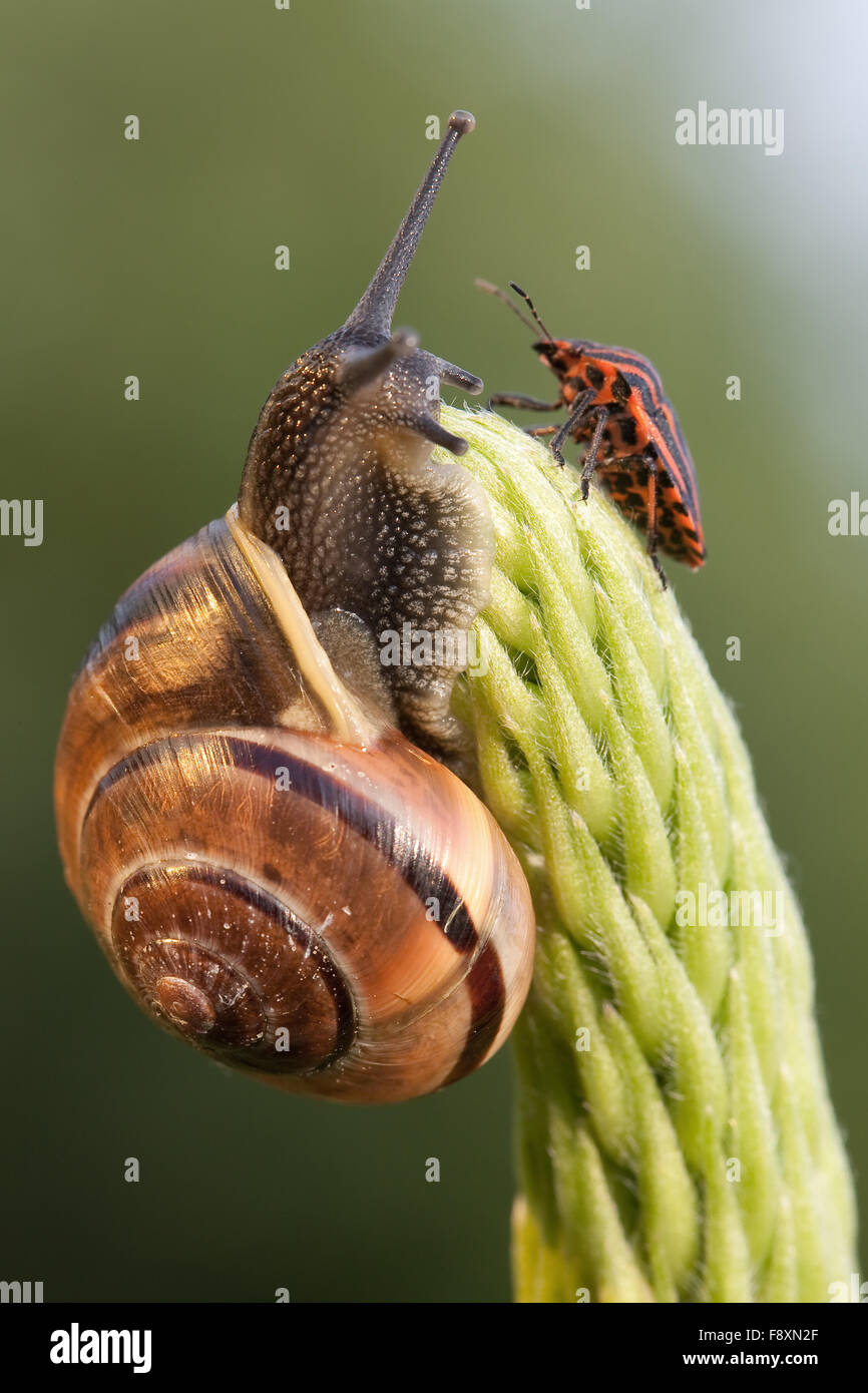 Chinch hi-res stock photography and images - Alamy