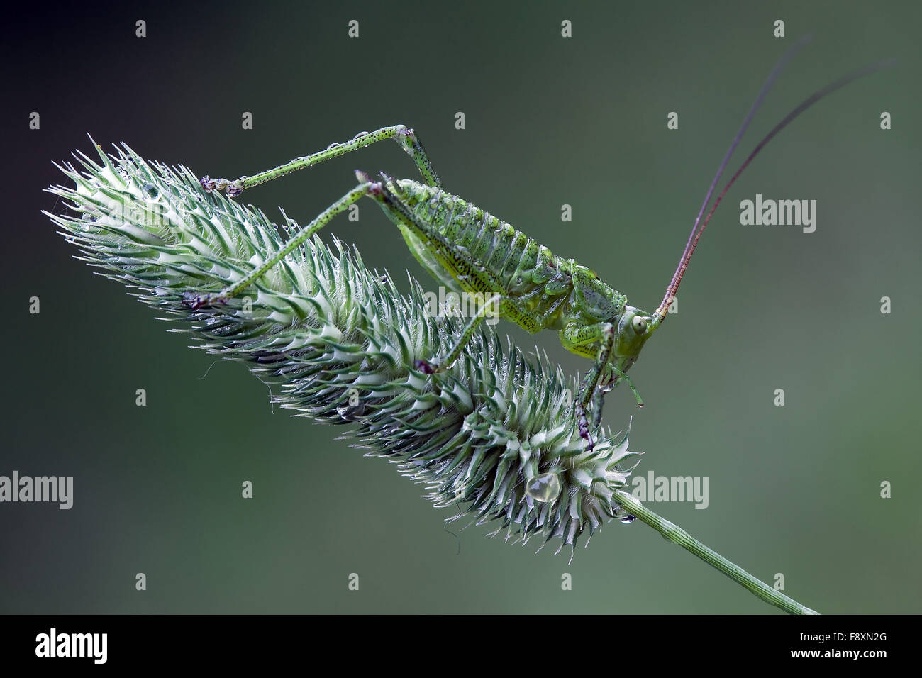 Grasshopper armor hi-res stock photography and images - Alamy