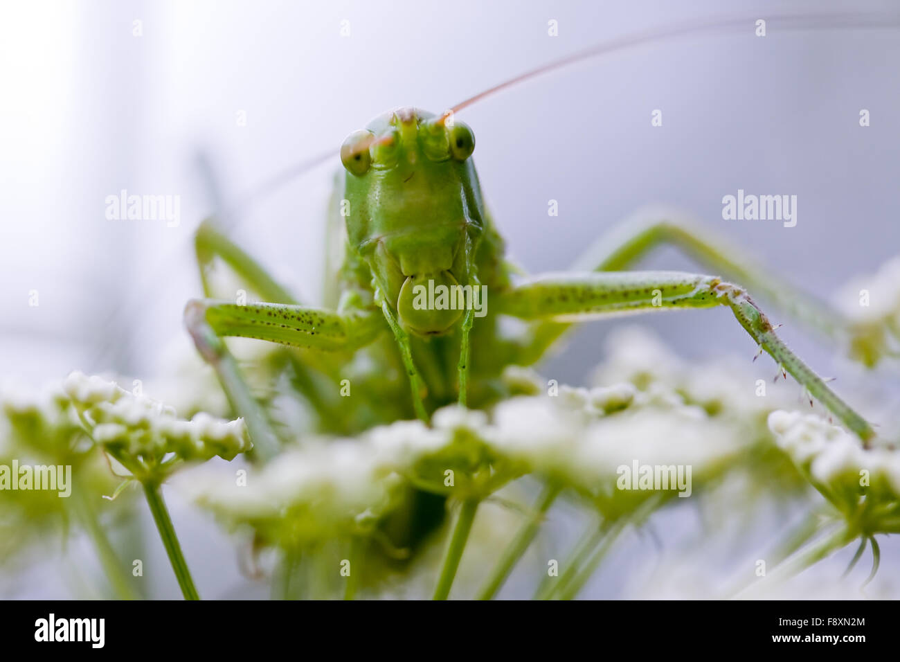White grasshopper hi-res stock photography and images - Alamy