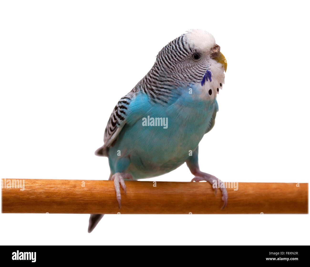 Australian Blue Parrot isolated Stock Photo - Alamy