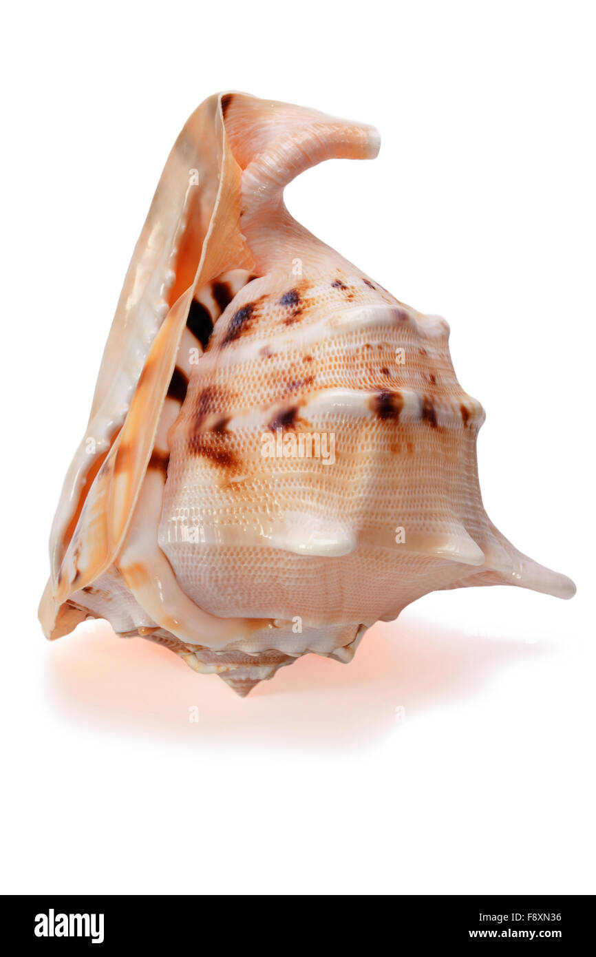 Cassis cornuta sea shell hi-res stock photography and images - Alamy
