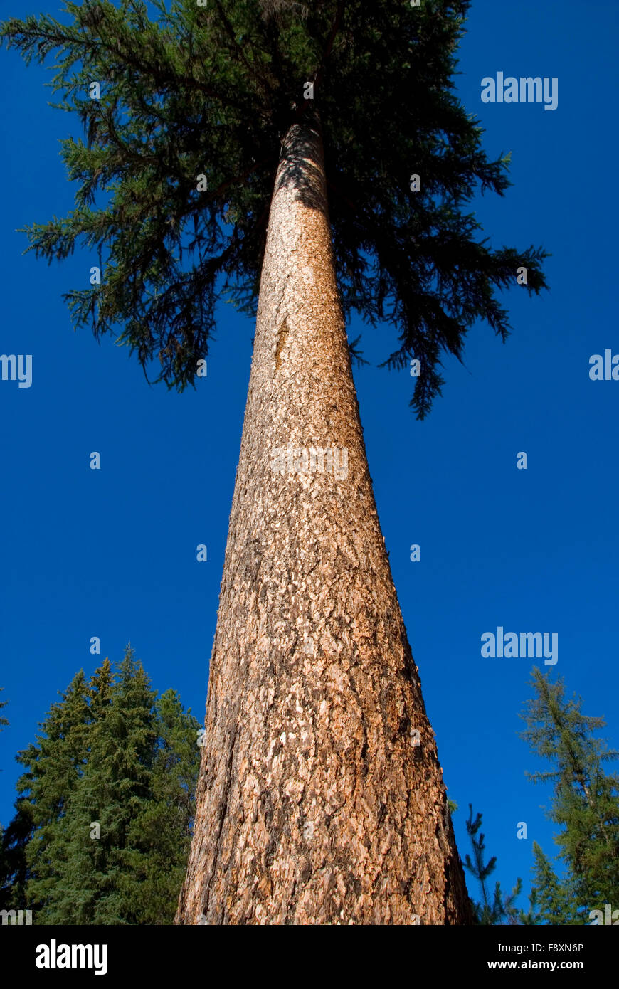 Koch Tree (larch), Savenac Historic Tree Nursery, Lolo National Forest ...