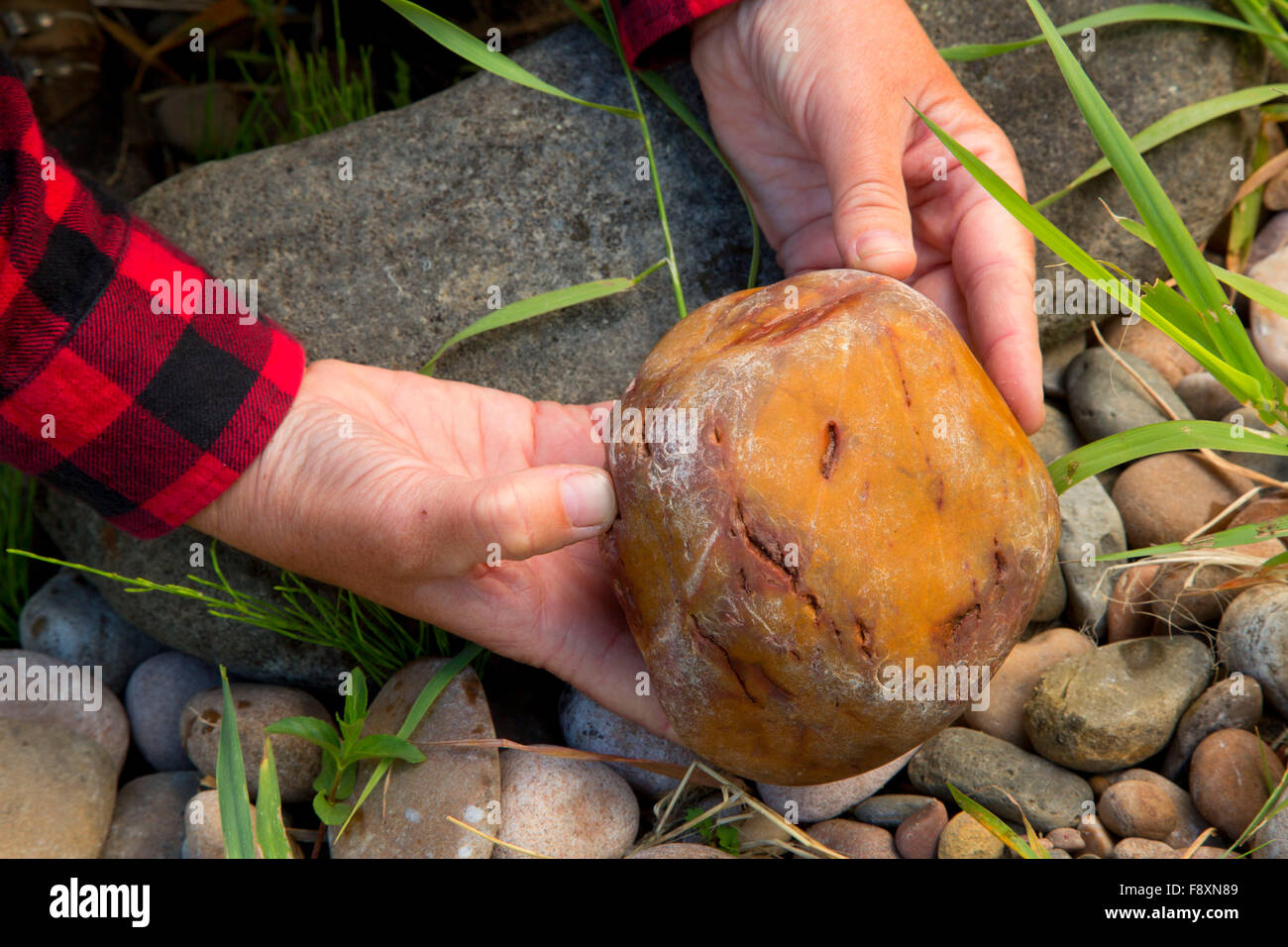 Jasper cobble on Rock Creek, Lolo National Forest, Montana Stock Photo ...
