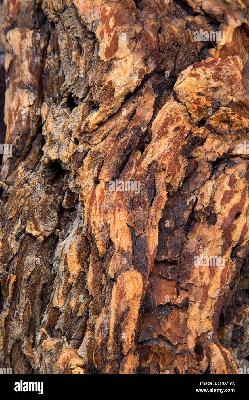 Montana fir tree hi-res stock photography and images - Alamy