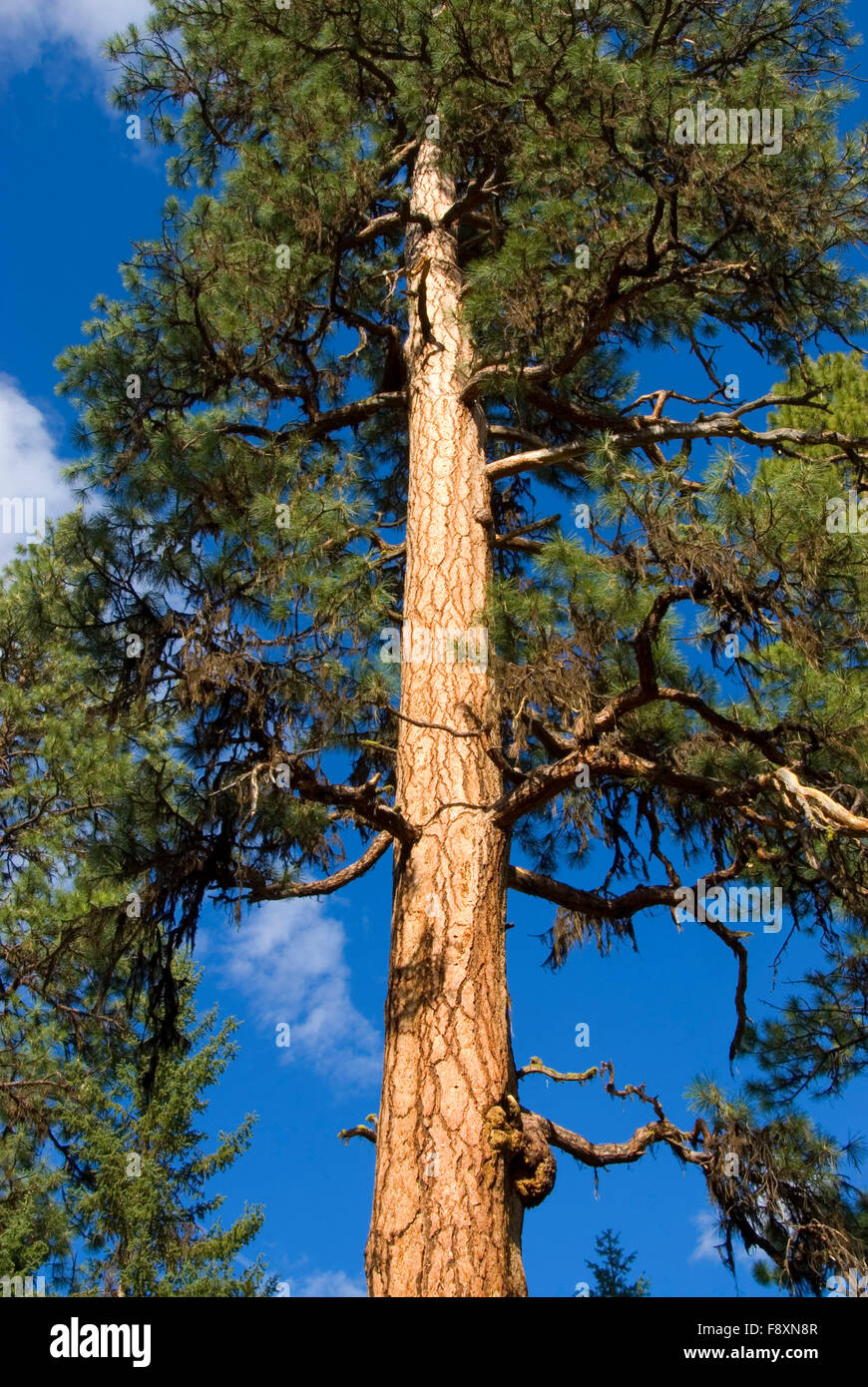 Ponderosa pine, Flathead National Forest, Montana Stock Photo - Alamy