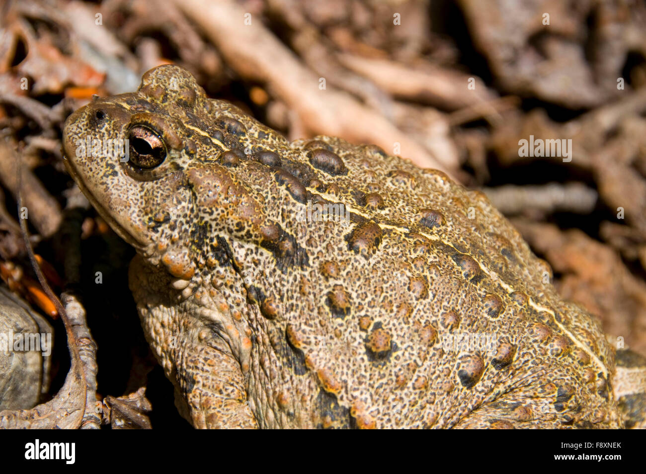 American toad, Middle Fork Flathead Wild and Scenic River, Great Bear ...