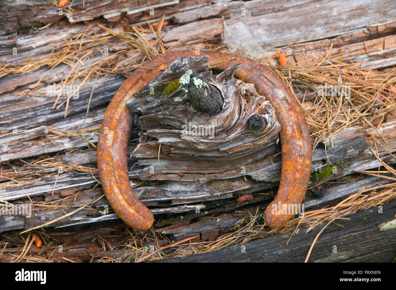 Horseshoe on log along Big River Trail, Great Bear Wilderness, Flathead ...