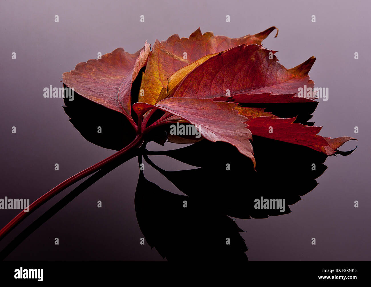 Autumn Leave Stock Photo - Alamy