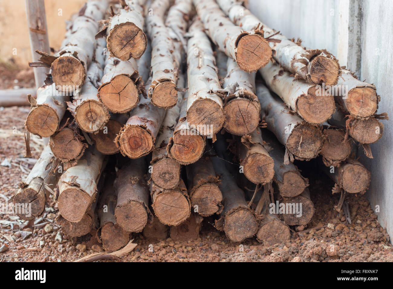 Eucalyptus tree, Pile of wood logs ready for construction Stock Photo ...