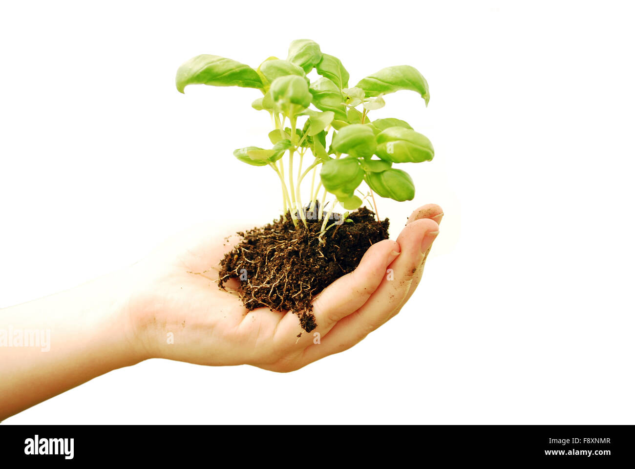 hand with plant Stock Photo - Alamy