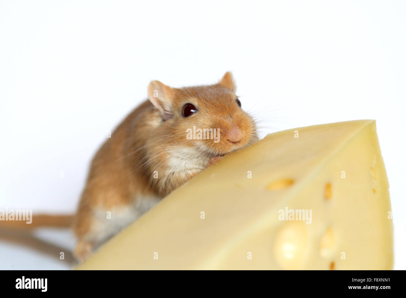 Mouse And Cheese Stock Photo - Alamy