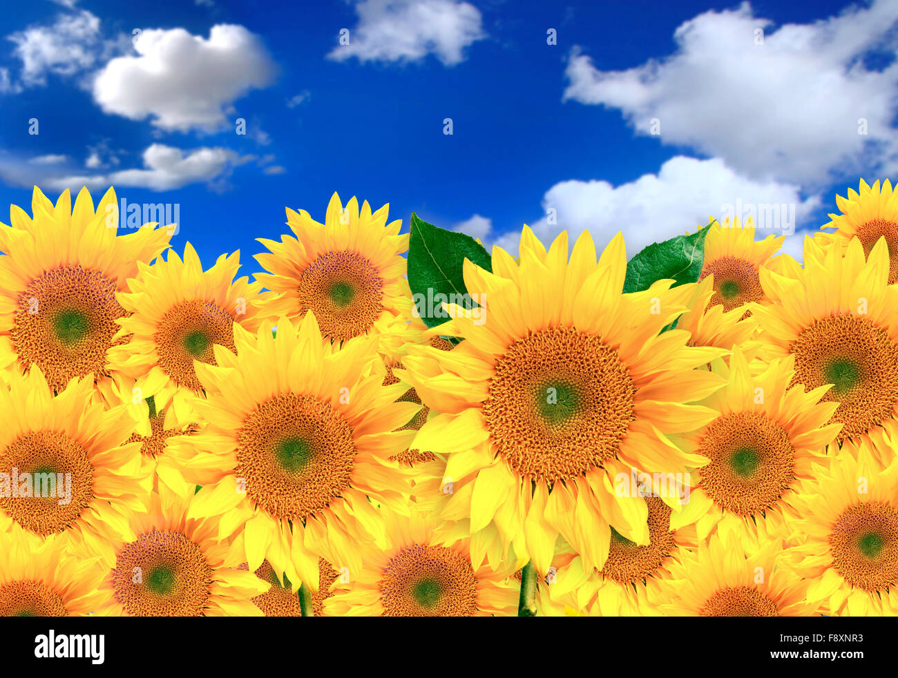 Happy Sunflowers in a Field on a Sunny Day Stock Photo - Alamy