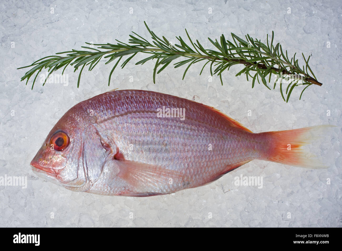 single raw gilthead fish on crushed ice Stock Photo - Alamy