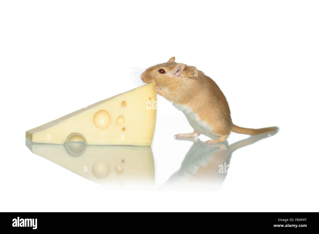 Mouse eating cheese hi-res stock photography and images - Alamy