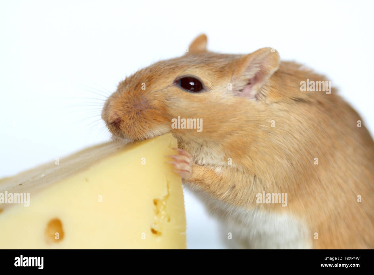Mouse And Cheese Stock Photo - Alamy