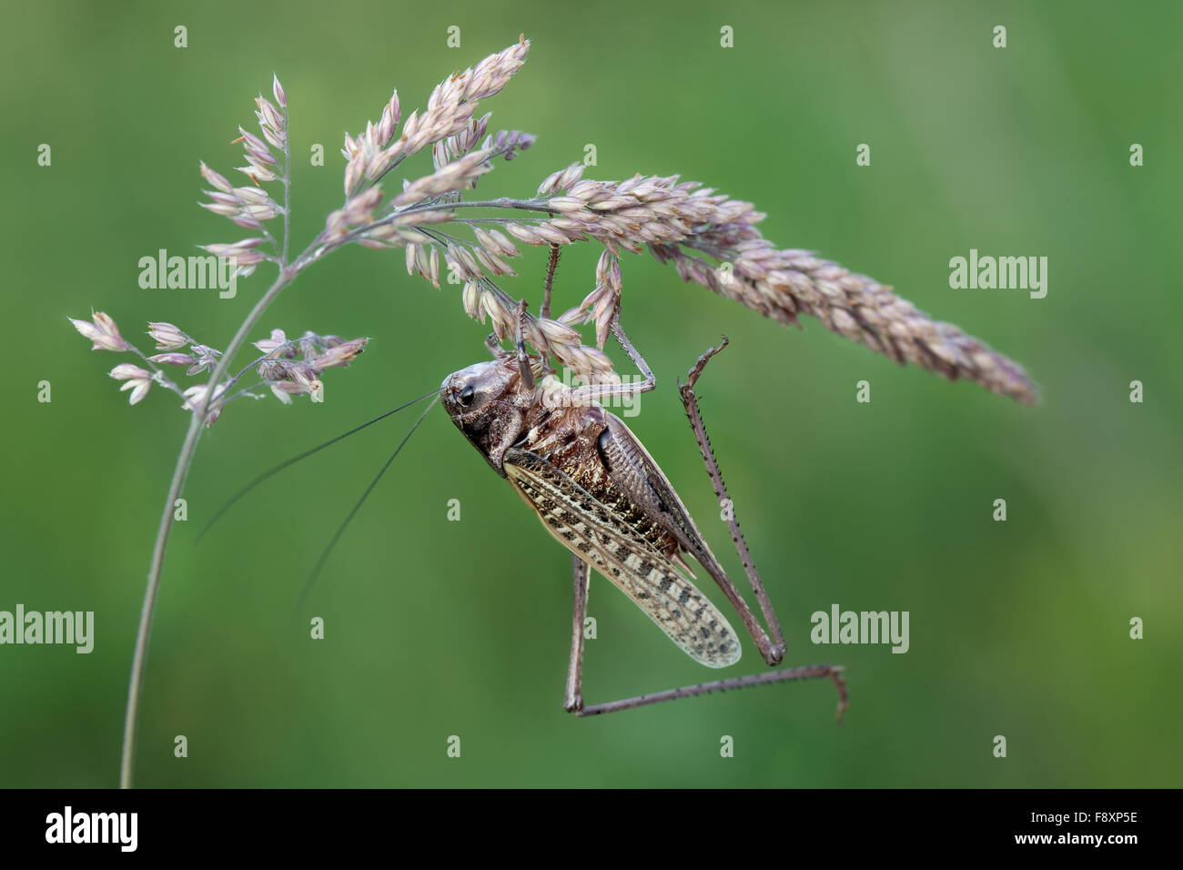 Grasshopper armor hi-res stock photography and images - Alamy