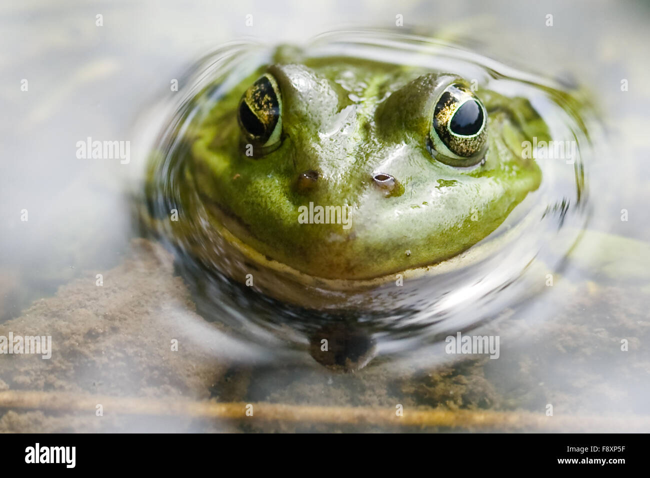 Swamp frog hi-res stock photography and images - Alamy