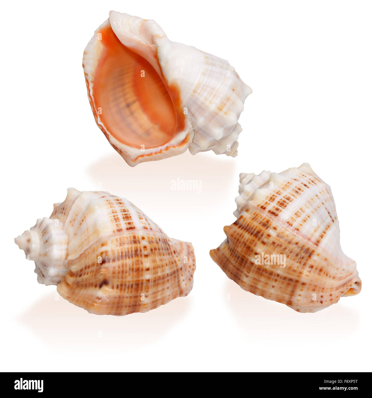 Three Orange Seashells isolated Stock Photo - Alamy