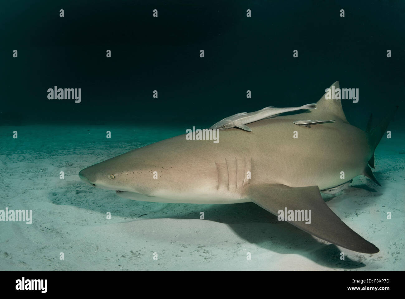 One lemon shark hi-res stock photography and images - Alamy