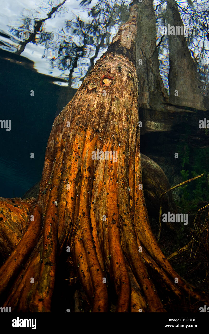 Fisheye Tree Roots Stock Photo - Alamy