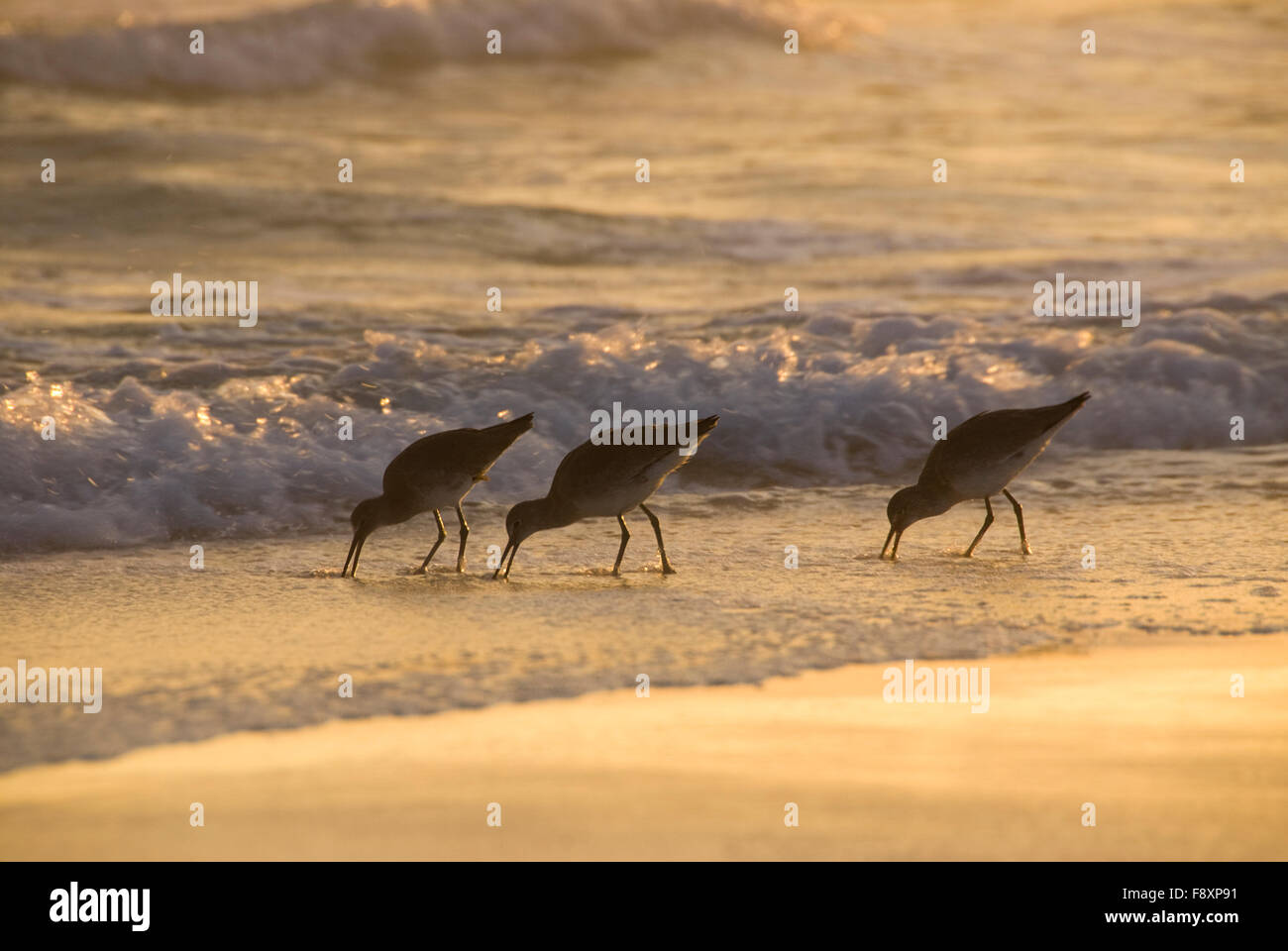 Willet shorebird bird sunset beach hi-res stock photography and images ...