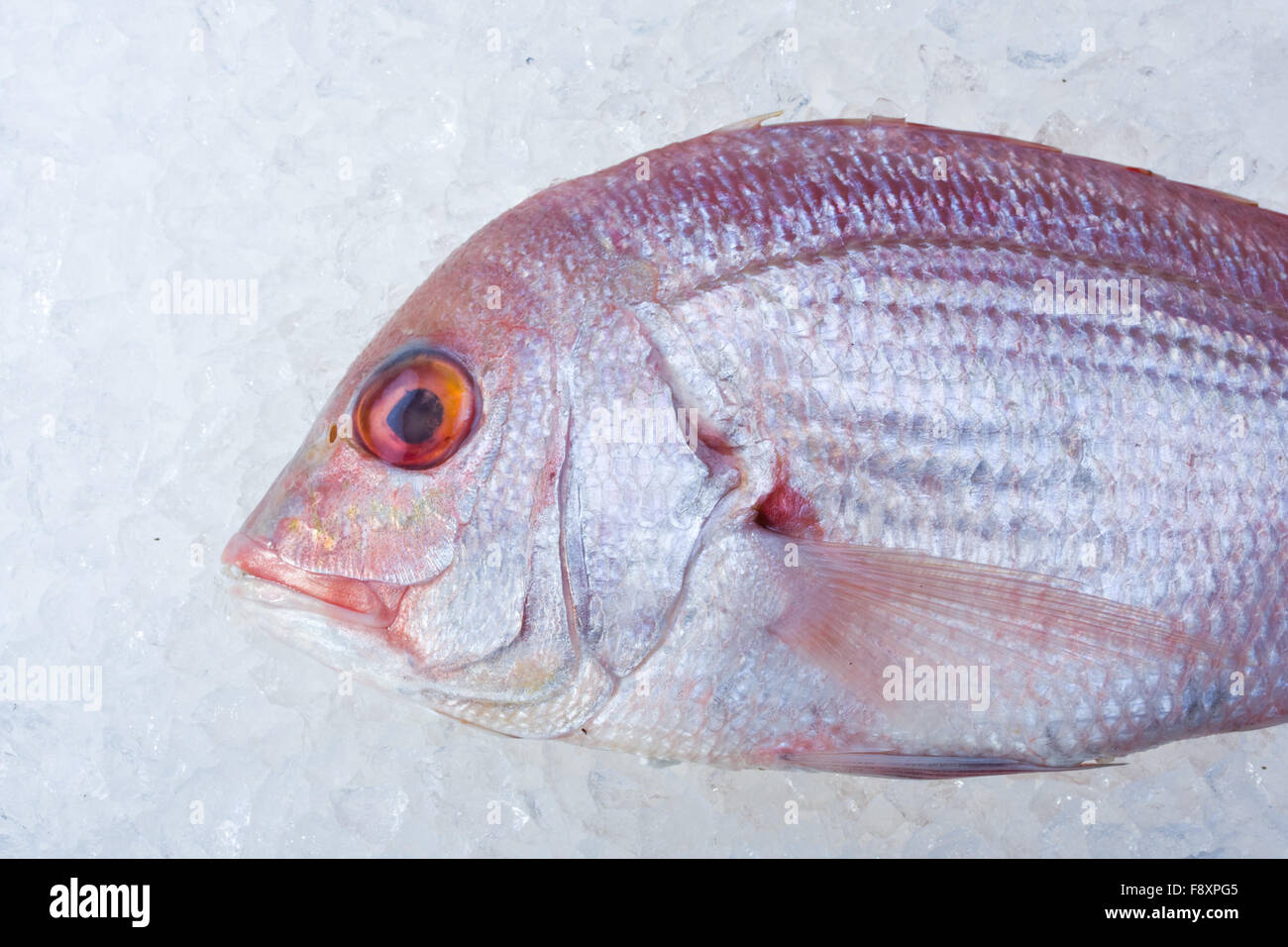 single raw gilthead fish on crushed ice Stock Photo - Alamy