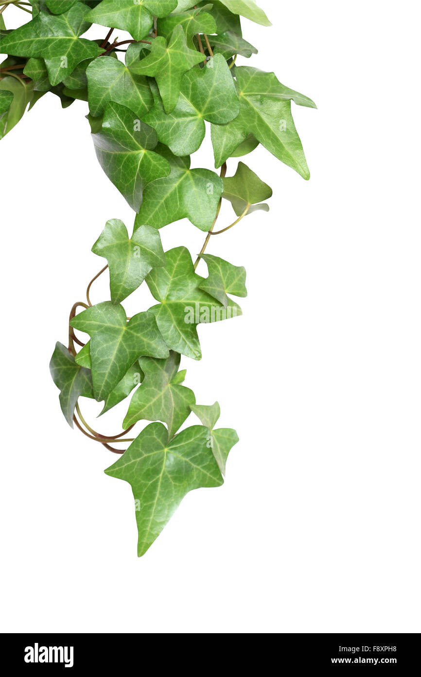 Stem of ivy plant hi-res stock photography and images - Alamy