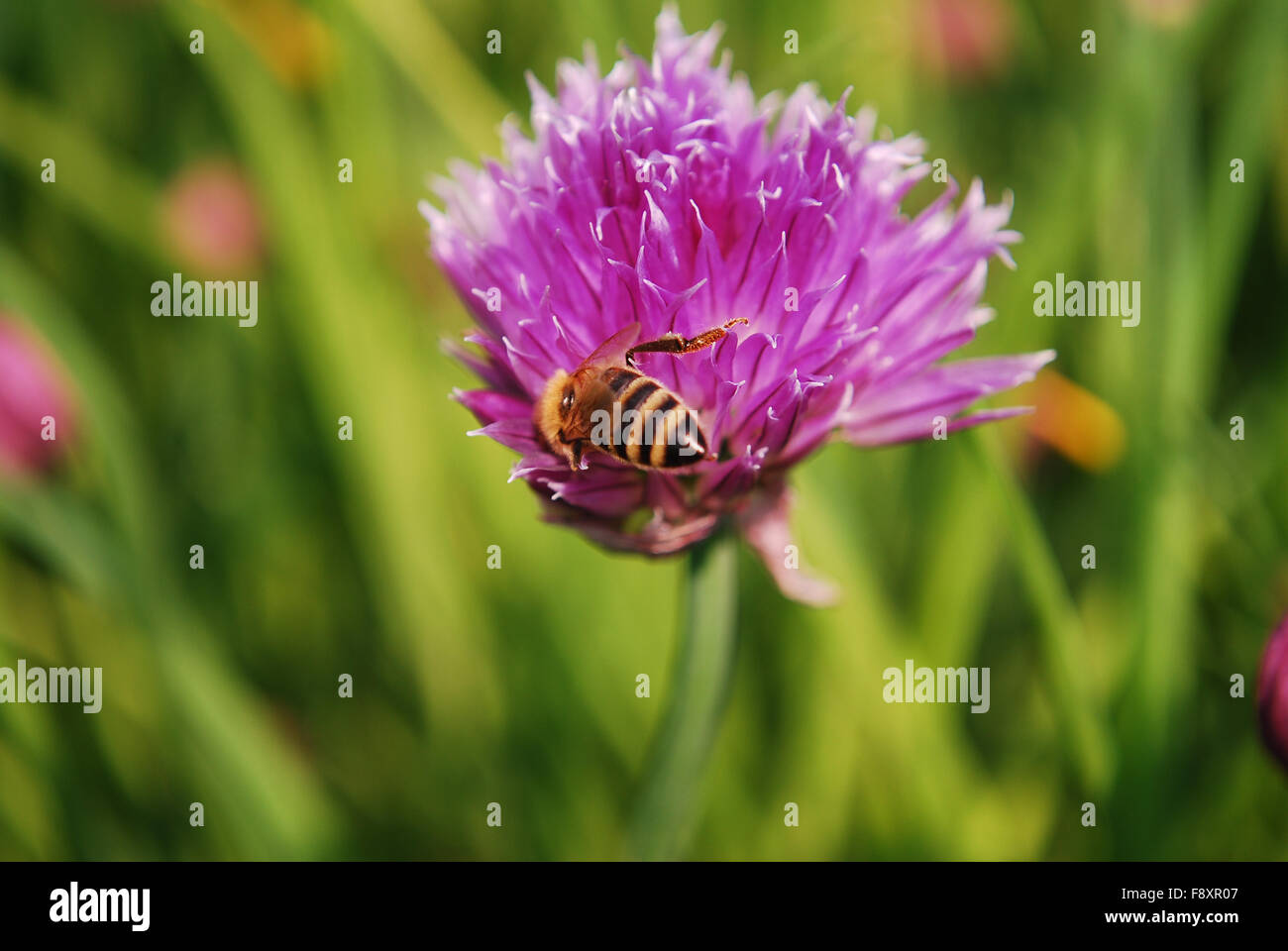 Bee and a flower Stock Photo - Alamy