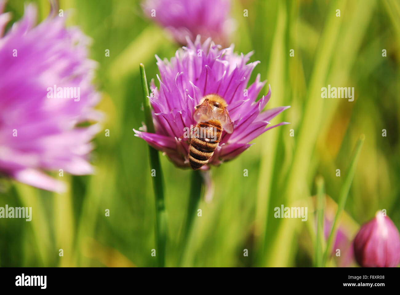 Bee and a flower Stock Photo - Alamy